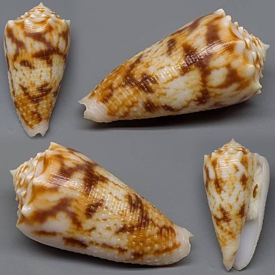 shellauction.net :: Conus moluccensis - 3796716