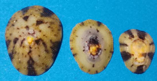 shellauction.net :: Cellana capensis - 3796742