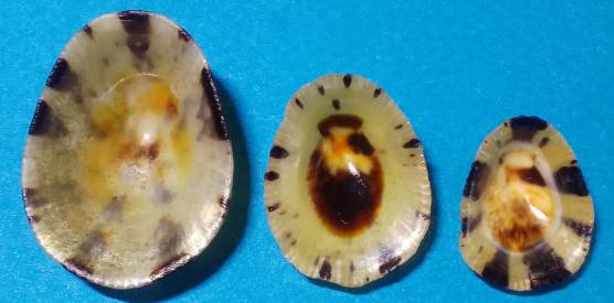 shellauction.net :: Cellana capensis - 3796742