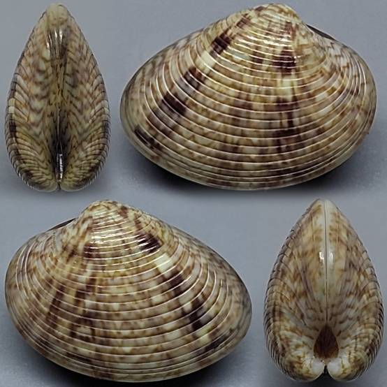 shellauction.net :: Tapes platyptycha - 3796763