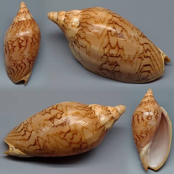shellauction.net :: Cymbiola mariaemma - 3796881