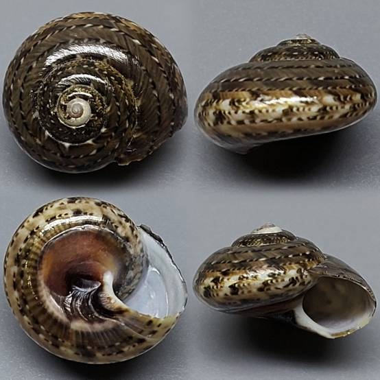 shellauction.net :: Ethalia sp. - 3796883