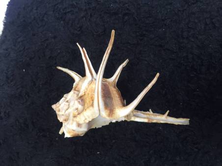 shellauction.net :: Bolinus cornutus - 3796978