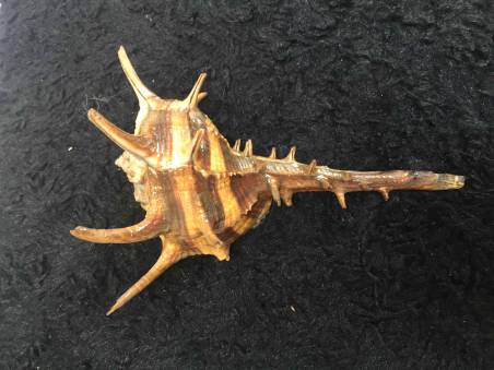 shellauction.net :: Bolinus cornutus - 3796986