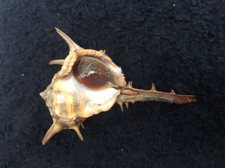 shellauction.net :: Bolinus cornutus - 3796986