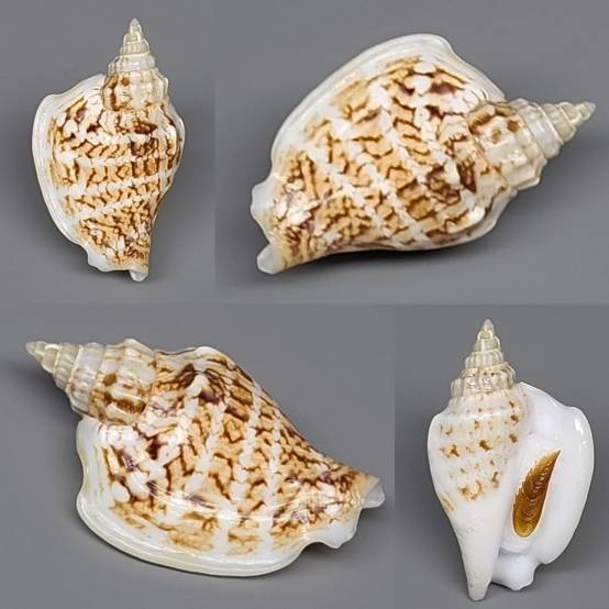 shellauction.net :: Ministrombus variabilis - 3797016