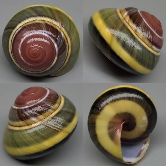 shellauction.net :: Asperitas trochus waandersiana baliensis - 3797116