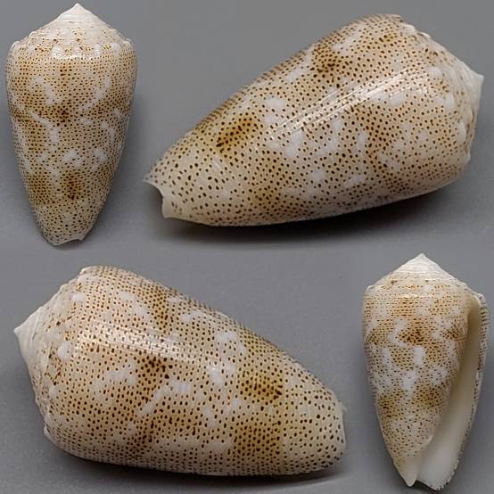 shellauction.net :: Conus arenatus - 3797222