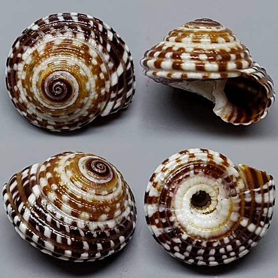 shellauction.net :: Heliacus variegatus - 3797275