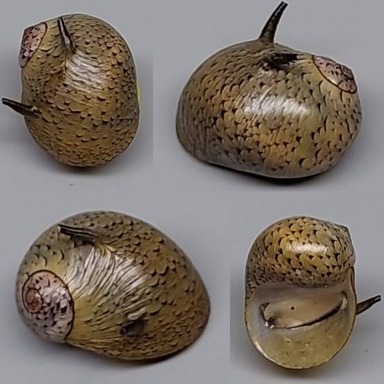 shellauction.net :: Clithon flavovirens - 3797390