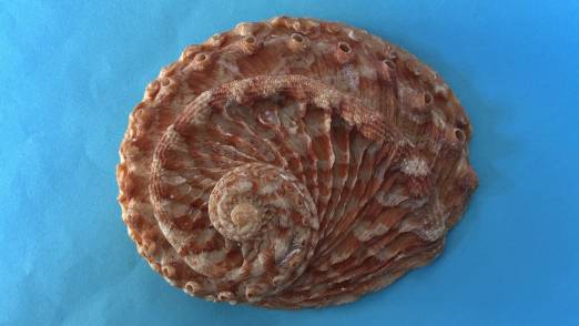 shellauction.net :: Haliotis scalaris - 3797626