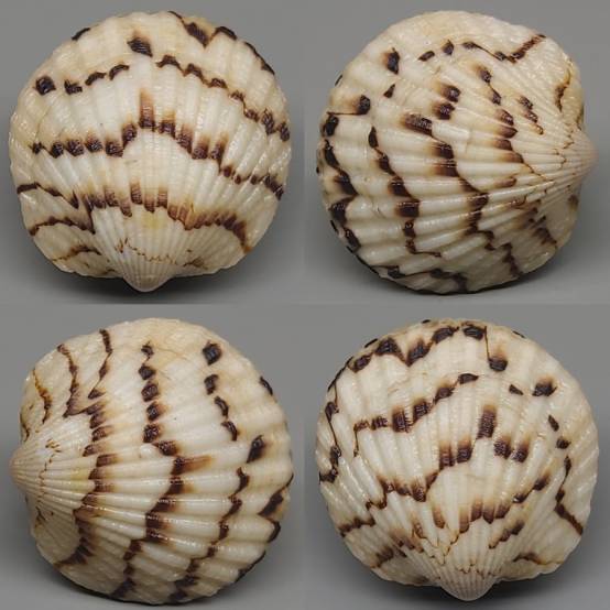 shellauction.net :: Tucetona pectinata - 3797671