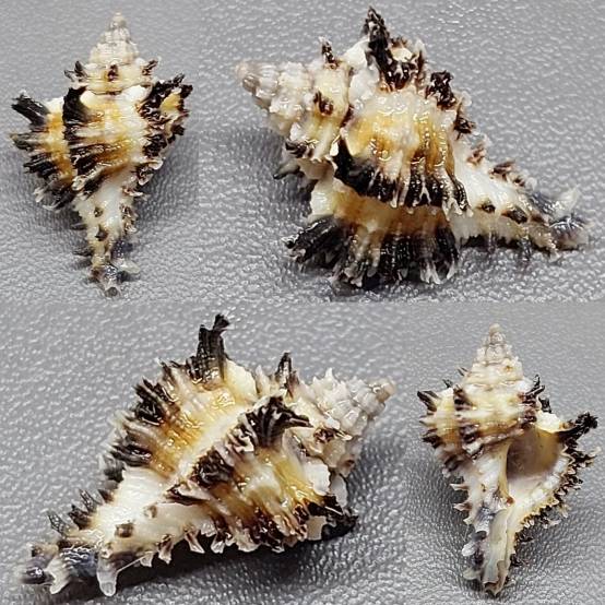 shellauction.net :: Hexaplex stainforthi - 3798017