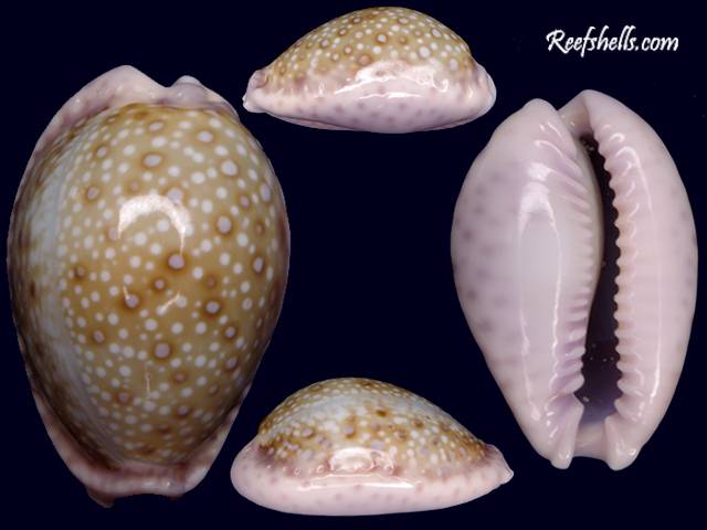 shellauction.net :: Naria marginalis - 3798471