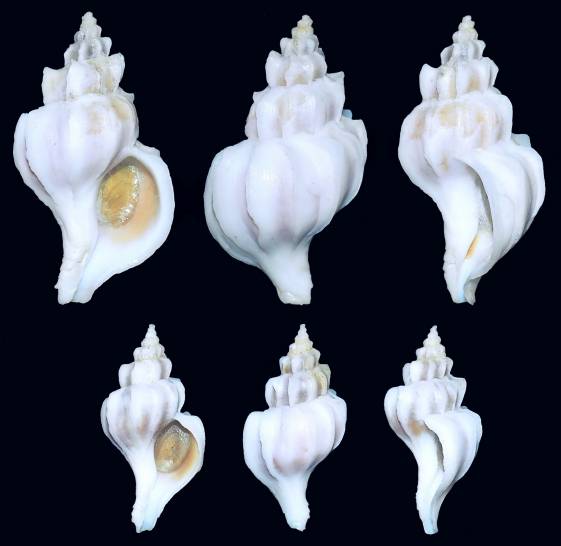shellauction.net :: Boreotrophon clathratus form gunneri - 3798530