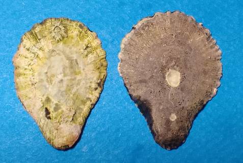 shellauction.net :: Scutellastra cochlear - 3798539