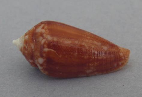 shellauction.net :: Conus barbieri - 3798583