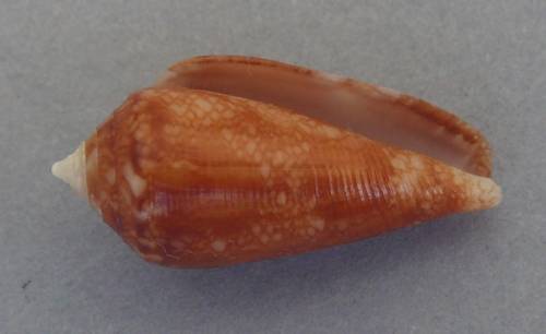 shellauction.net :: Conus barbieri - 3798583