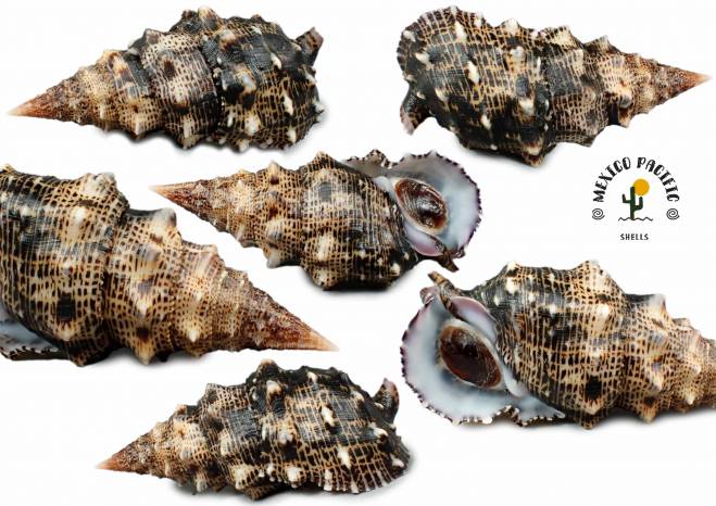 shellauction.net :: Cerithium maculosum - 3798584