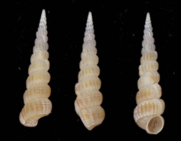 shellauction.net :: Amaea sp. - 3798626