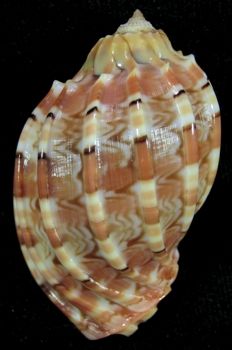 shellauction.net :: Harpa conoidalis - 3798714