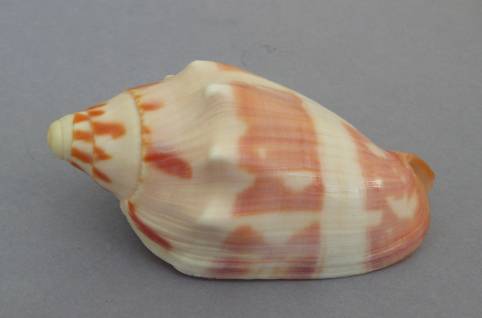 shellauction.net :: Cymbiola deshayesi - 3798920