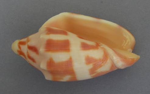 shellauction.net :: Cymbiola deshayesi - 3798920