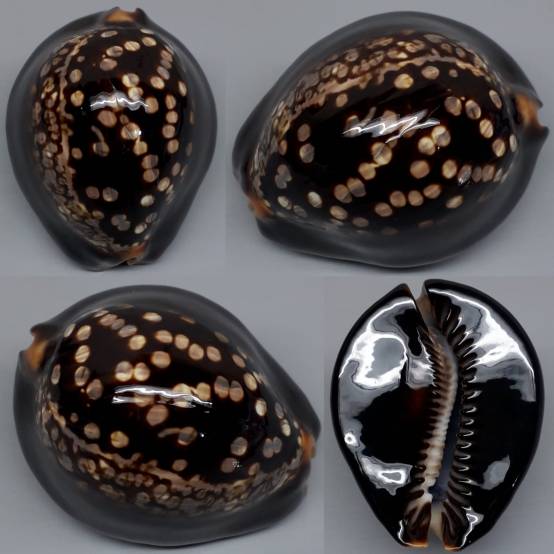 shellauction.net :: Mauritia mauritiana - 3799099