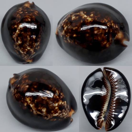 shellauction.net :: Mauritia mauritiana - 3799114