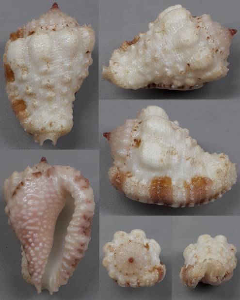 shellauction.net :: Morum exquisitum - 3799203