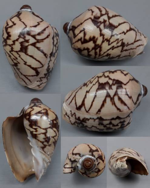 shellauction.net :: Cymbiola nobilis - 3799217