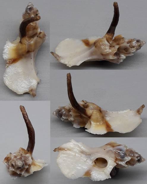 shellauction.net :: Typhinellus occlusus - 3799342