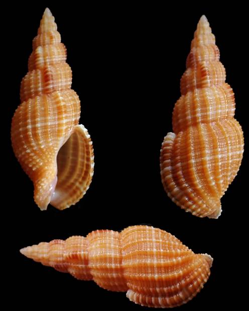 shellauction.net :: Buccinidae sp. - 3799399