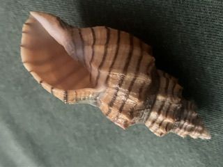 shellauction.net :: Cancellaria cooperi - 3799455