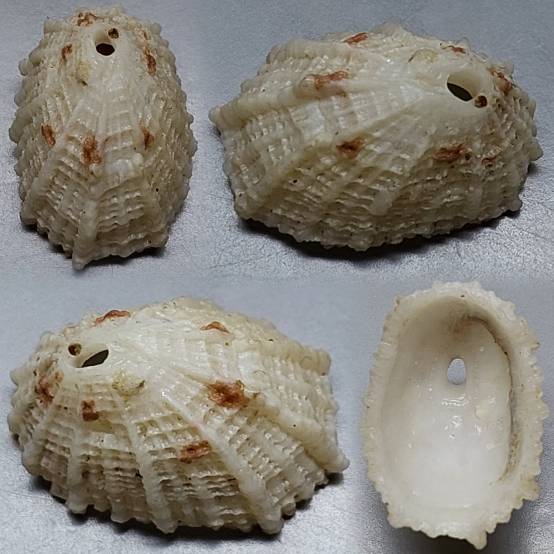 shellauction.net :: Diodora sp. - 3799522