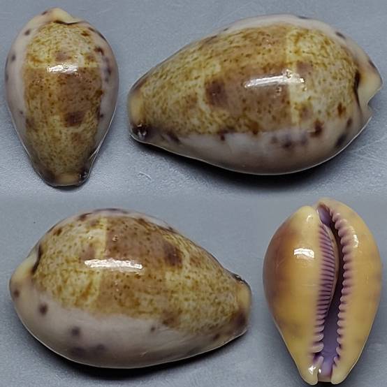 shellauction.net :: Contradusta walkeri - 3799707
