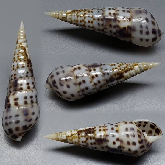 shellauction.net :: Longchaeus acus - 3800047