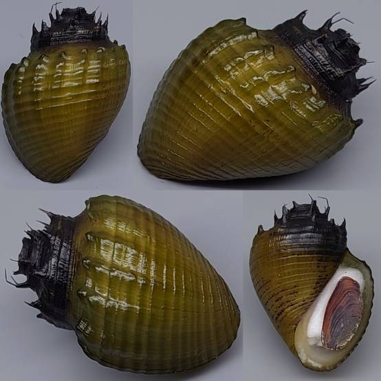 shellauction.net :: Thiara cancellata - 3800117