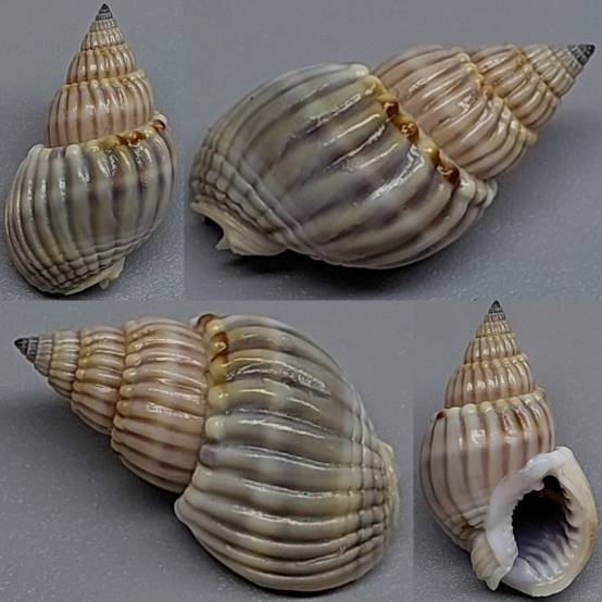 shellauction.net :: Nassarius hepaticus - 3800552
