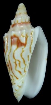 shellauction.net :: Cymbiola perplicata perplicata - 3800678