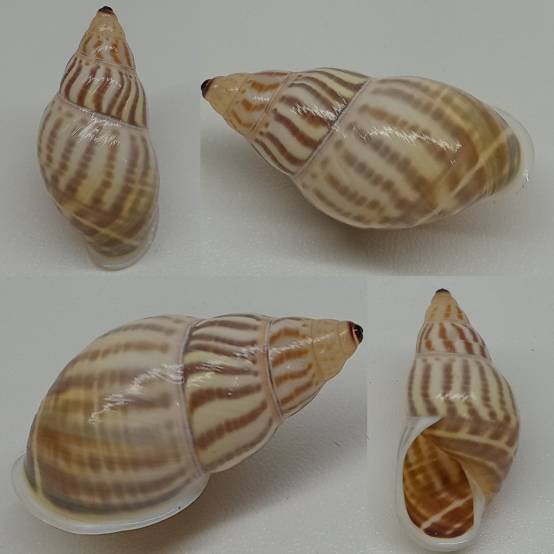 shellauction.net :: Amphidromus contrarius baaguiae - 3800717