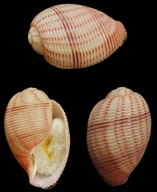 shellauction.net :: Bullina lineata - 3800829