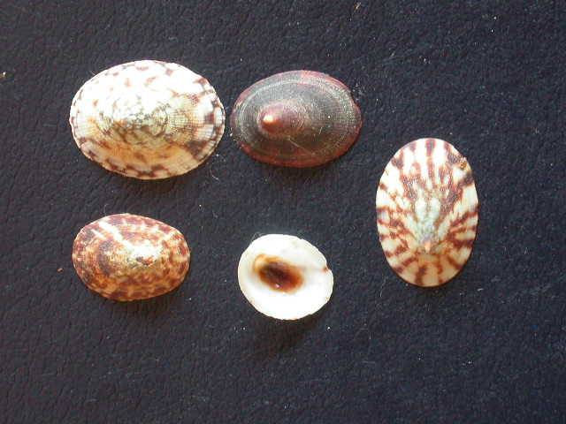 shellauction.net :: Acmaea testudinalis - 3800968