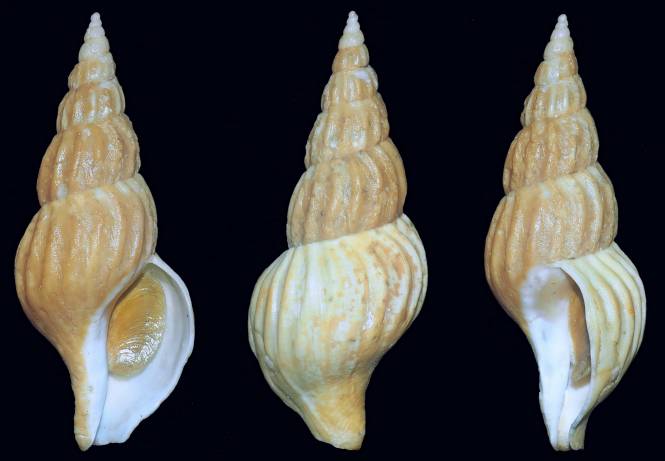 shellauction.net :: Plicifusus kroyeri - 3801078