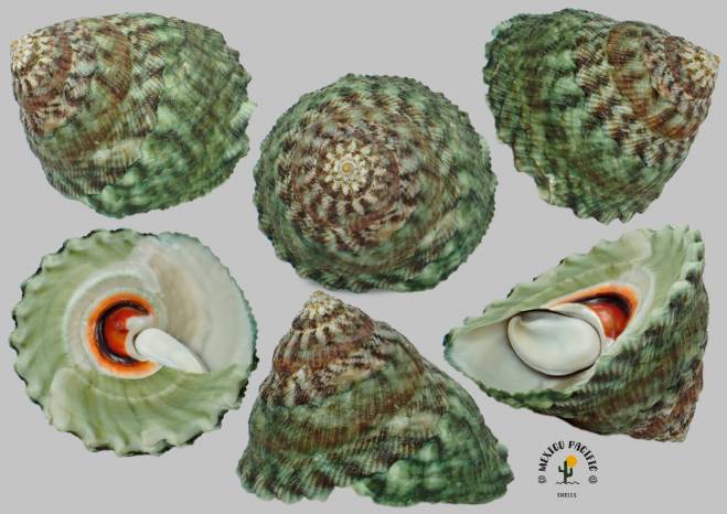 shellauction.net :: Astraea olivacea - 3801409