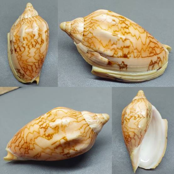 shellauction.net :: Cymbiola mariaemma - 3801412