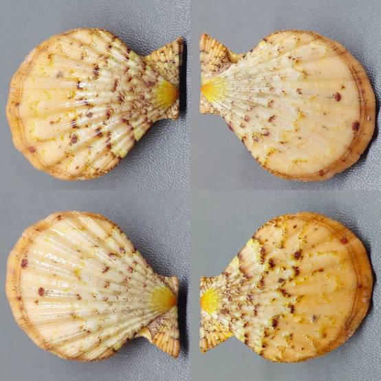 shellauction.net :: Semipallium dianae - 3801421