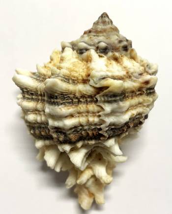 shellauction.net :: Hexaplex bifasciatus - 3801500
