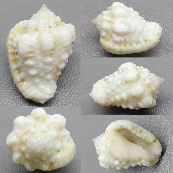 shellauction.net :: Morum exquisitum - 3801596