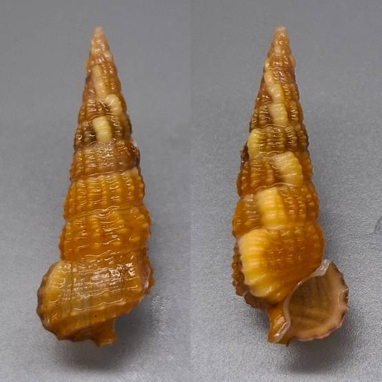 shellauction.net :: Cerithium balteatum - 3801741